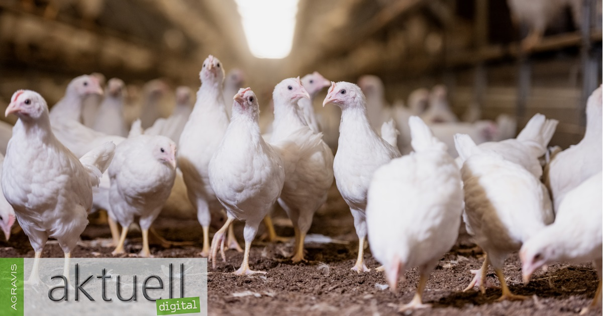 Vogelgrippe: Biosicherheit schützt Ihren Betrieb