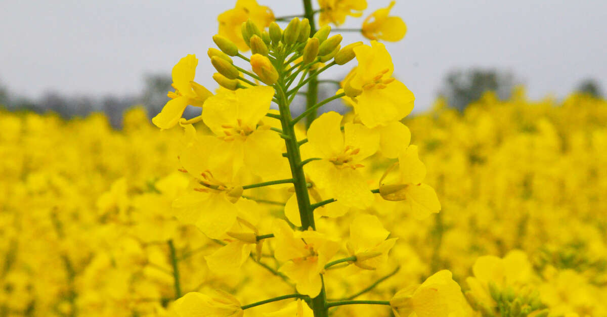 Winterraps im Überblick: Aktuelle Schwerpunkte bei Saatgut
