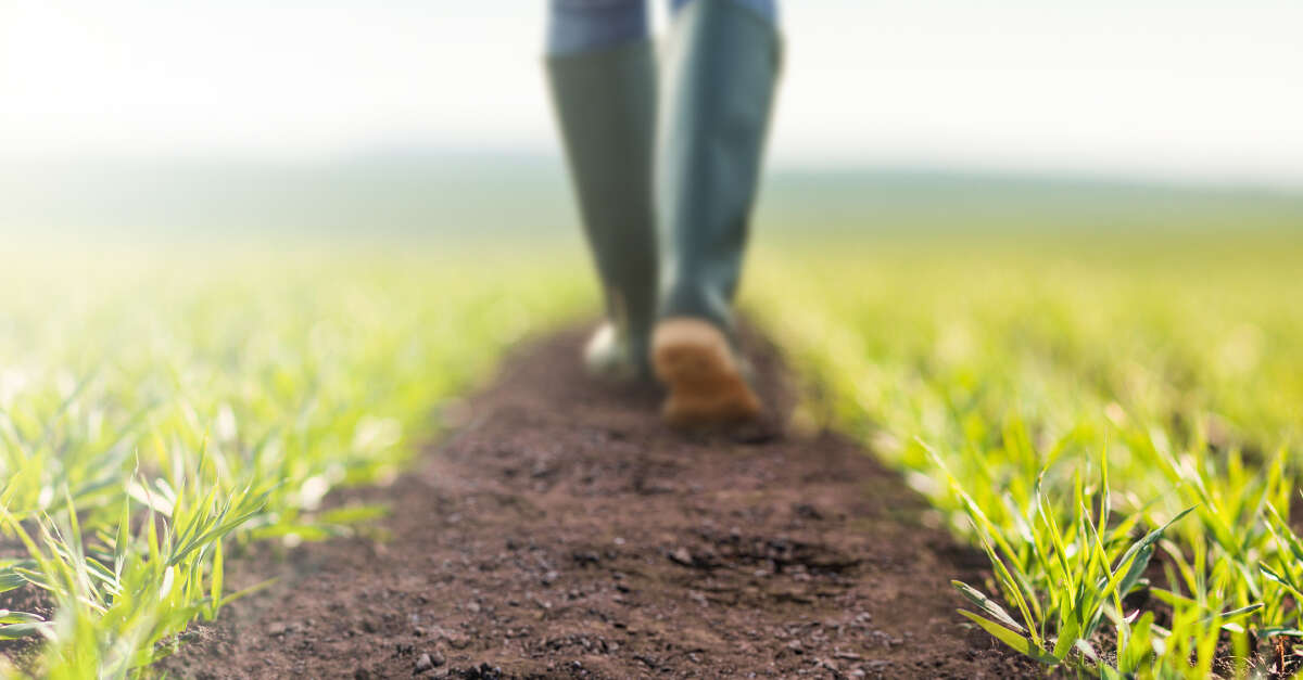 ENTEC EVO: innovativer Dünger mit guten Ergebnissen