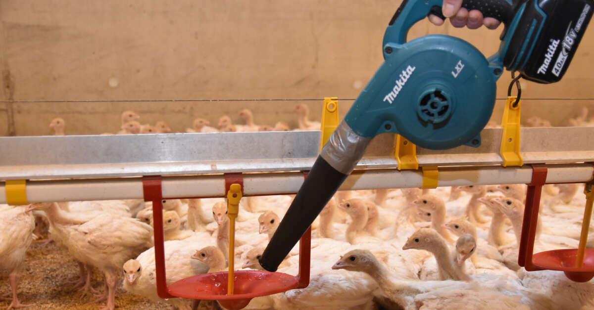 Drinking water for poultry: measures for better hygiene and quality