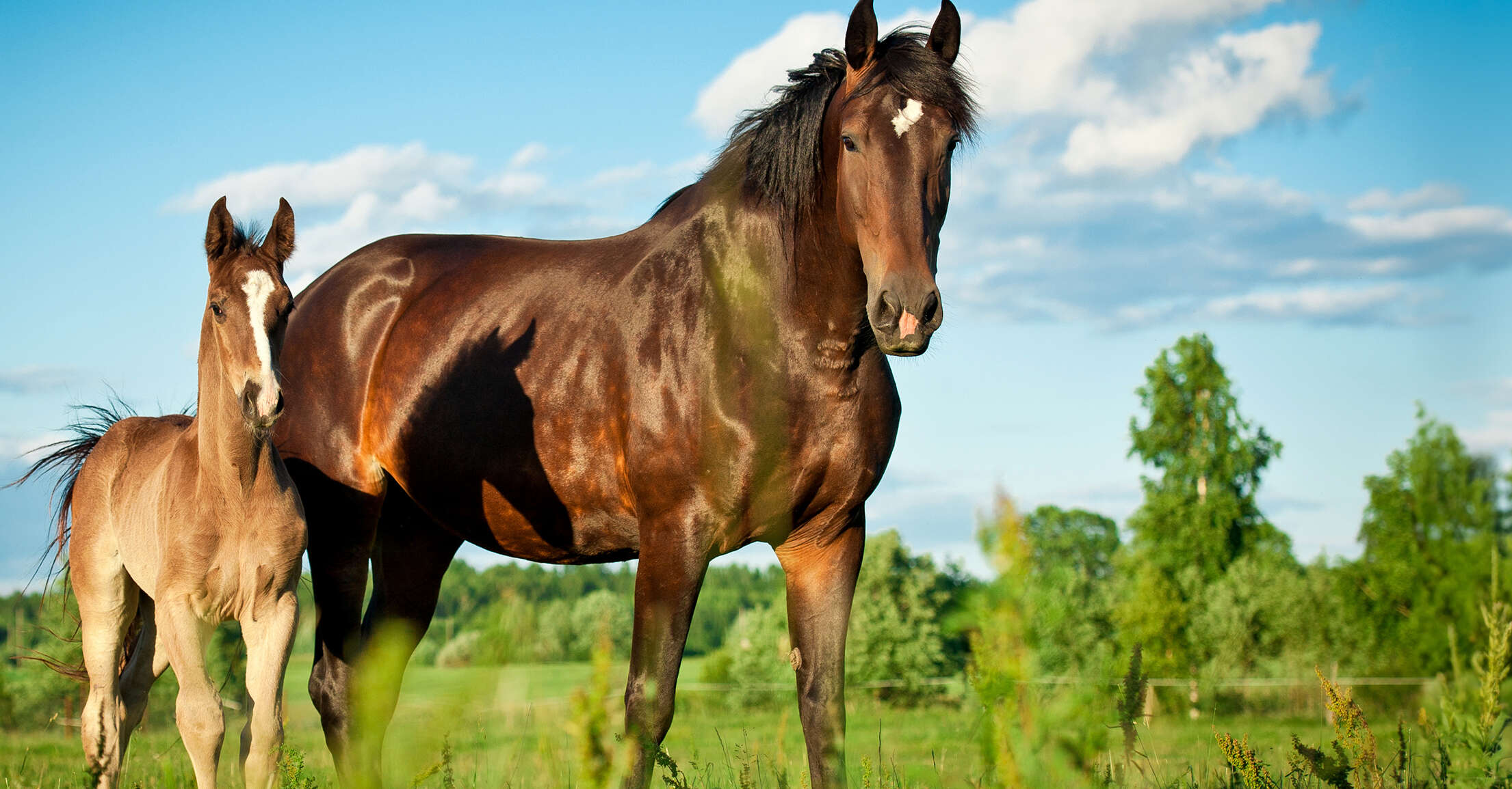 Zuchtstuten- und Fohlenfutter – für eine optimale Entwicklung