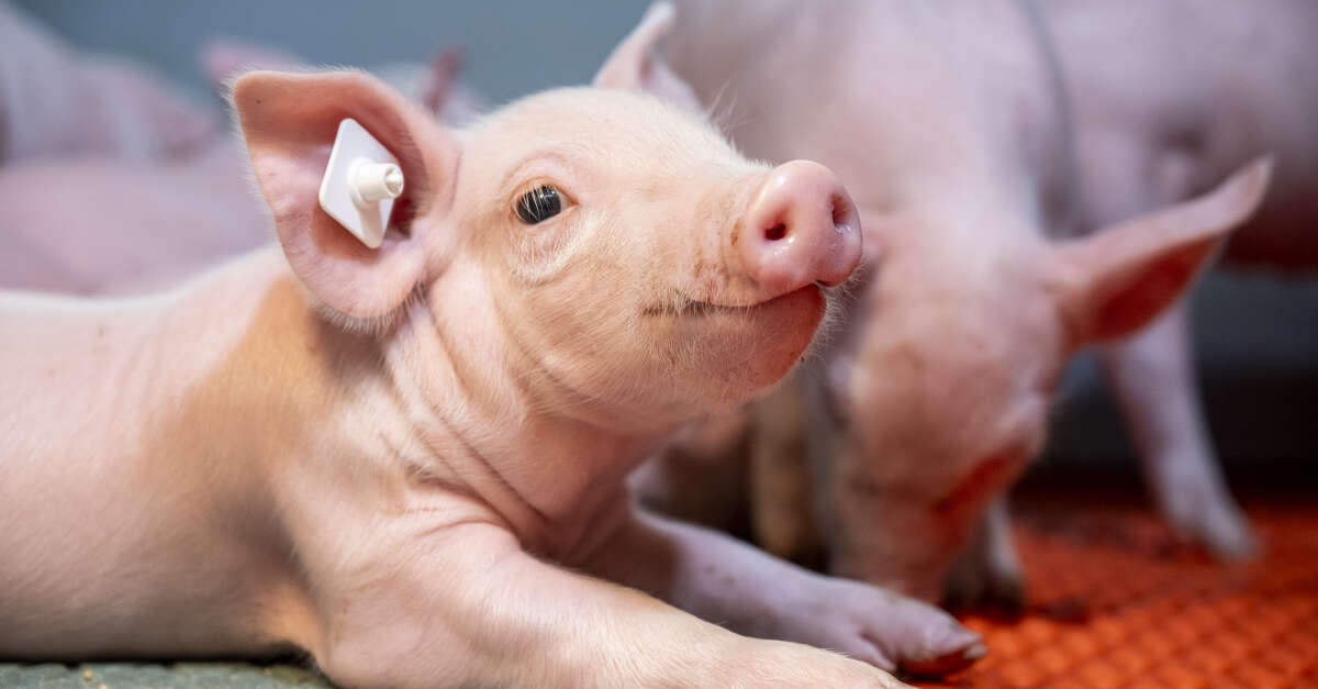 Unsere Futterkonzepte für Ferkel
