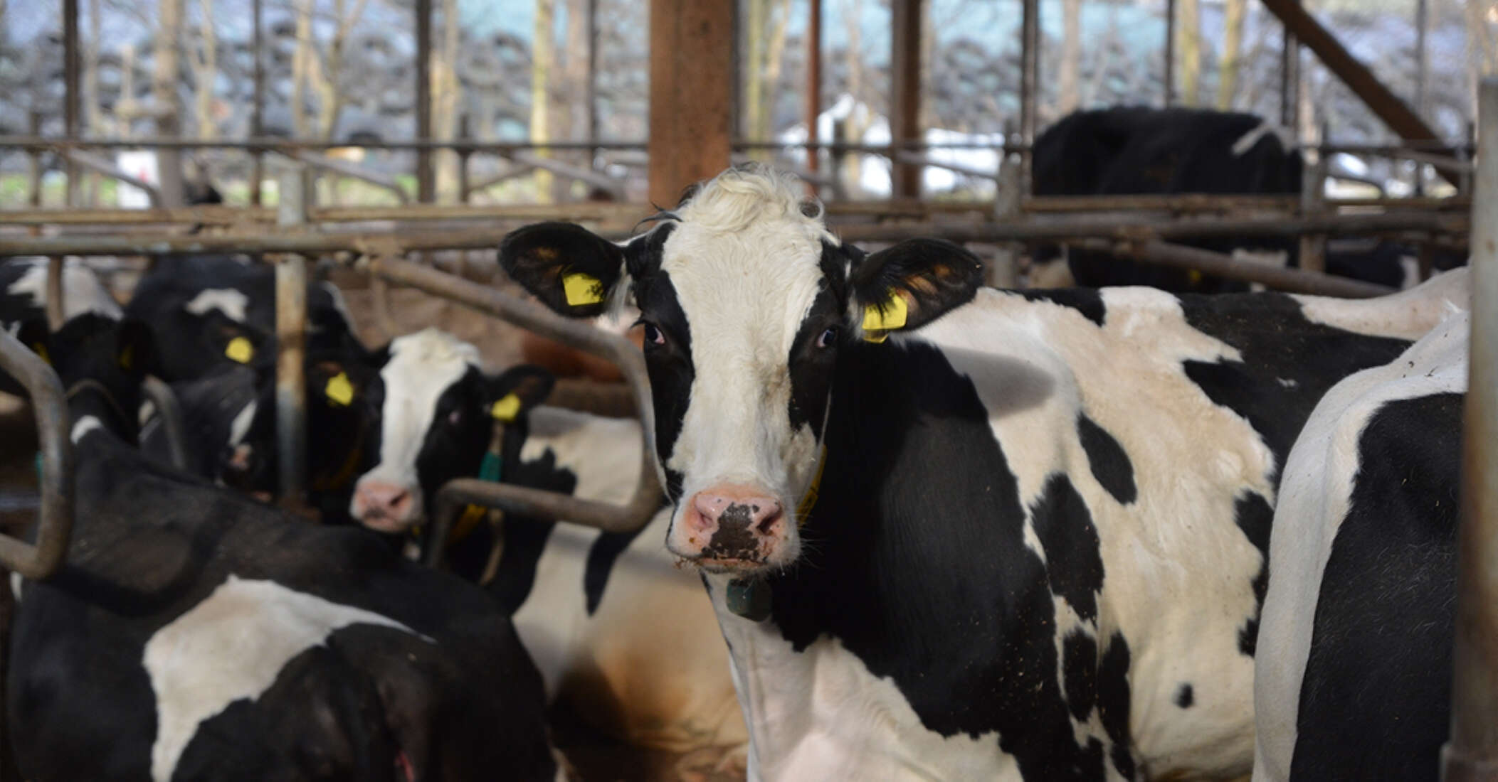 Milchkühe richtig füttern und Pansenazidose vermeiden