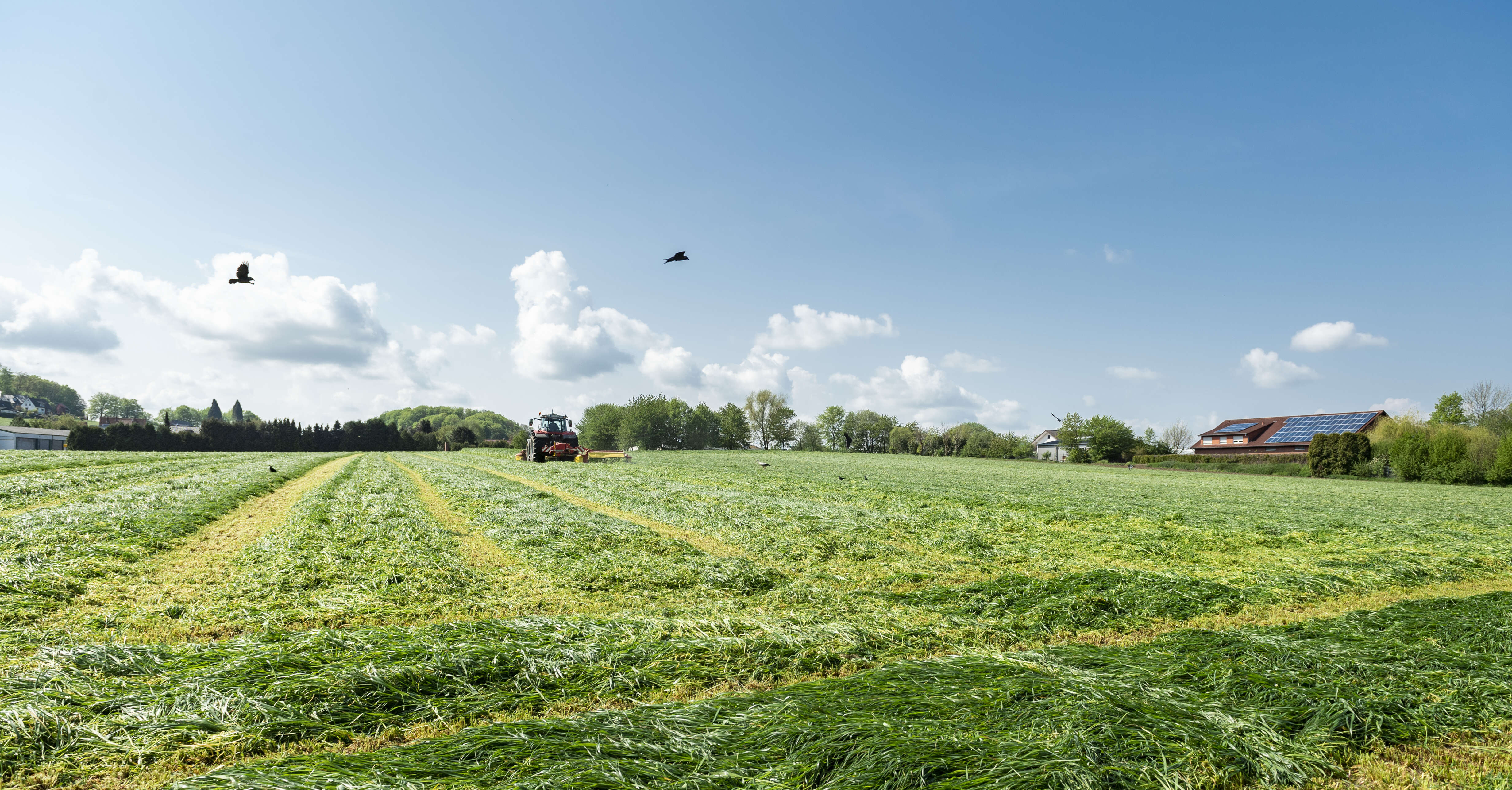 Optimale Grassilagen als Basis für hohe Leistungen