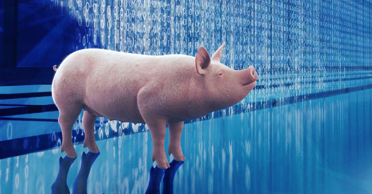 Pig feed: successful concepts from AGRAVIS that have a future