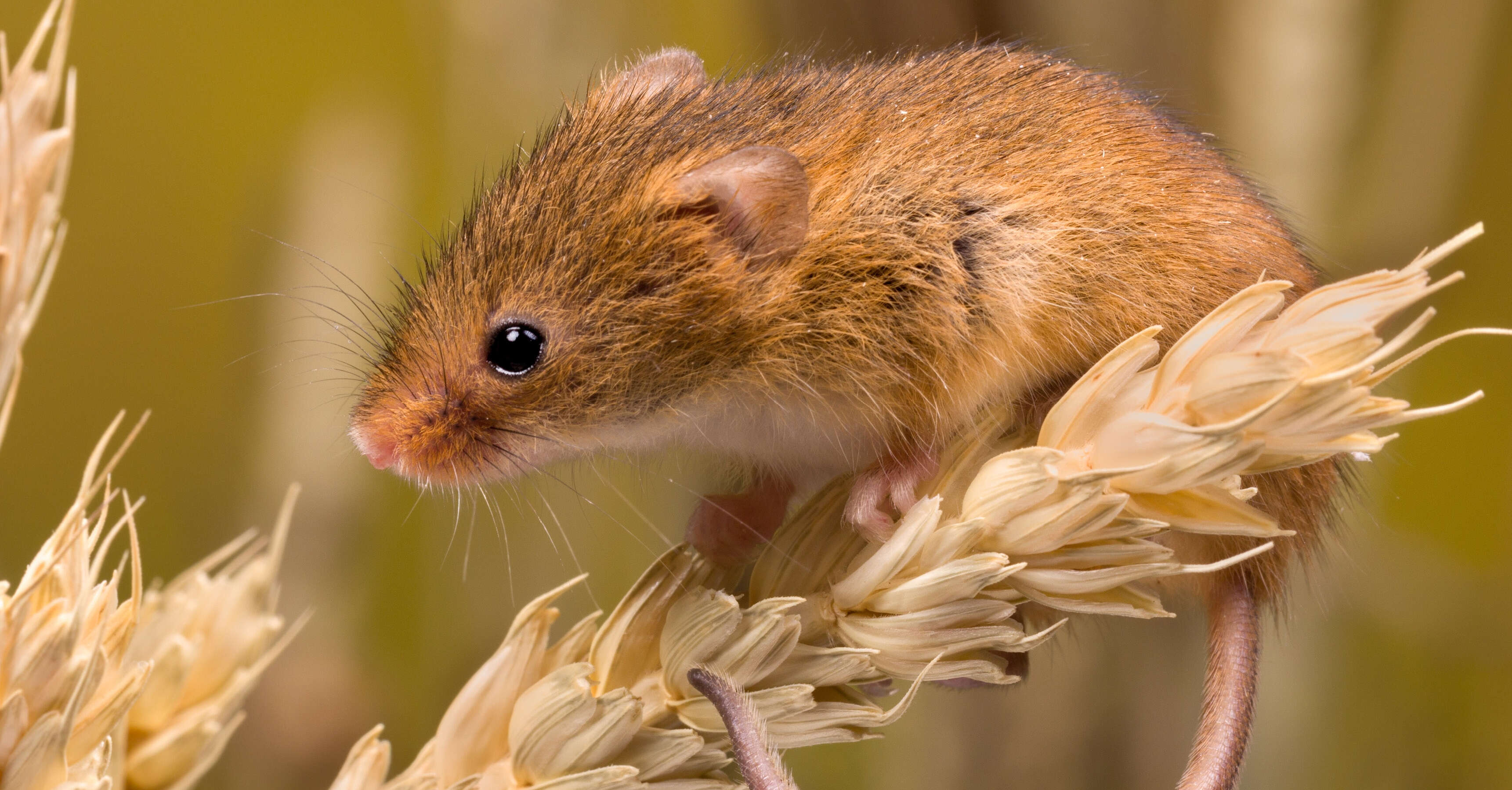 Mäuse und Ratten bekämpfen: Tipps für Agrarbetriebe von AGRAVIS